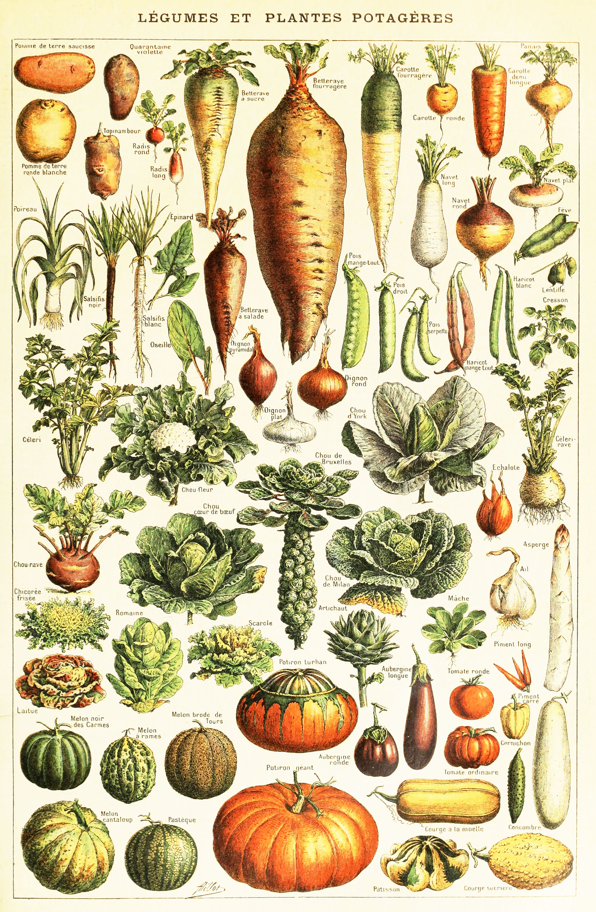 Different vegetables, Vegetables and Vintage on Pinterest